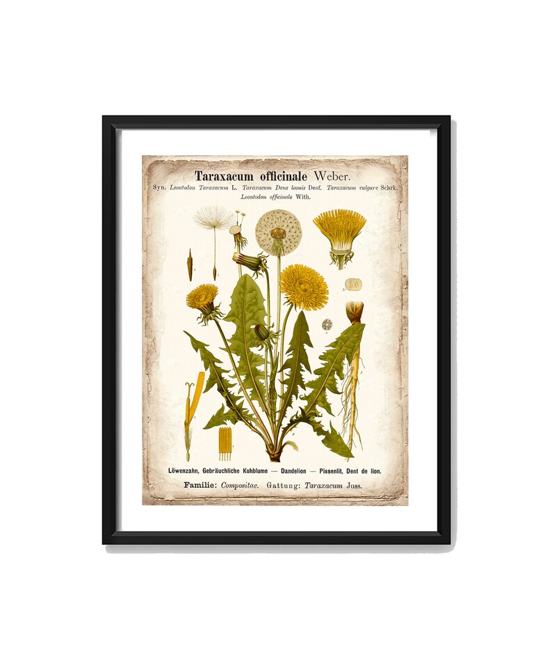 BOTANICAL PRINT Kohler 11'x14', Taraxacum Officinale, Yellow Dandelion ...