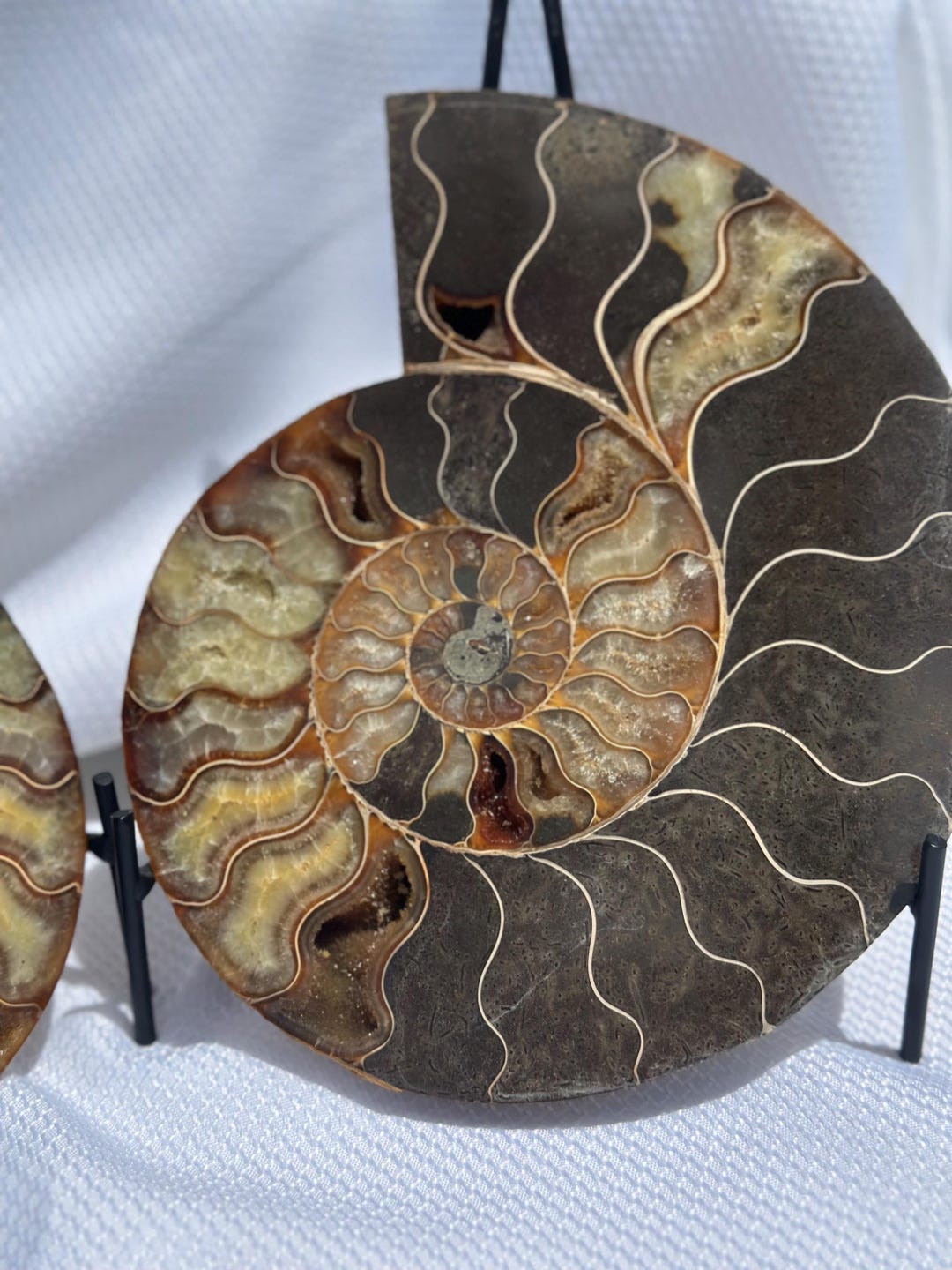 Polished Ammonite Fossil Pair | Natural Home Decor With Stands - Etsy