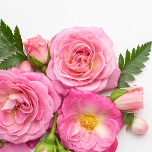 Rose Hydrosol, Organic Rose Distillate - Etsy