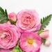 Rose Hydrosol, Organic Rose Distillate - Etsy