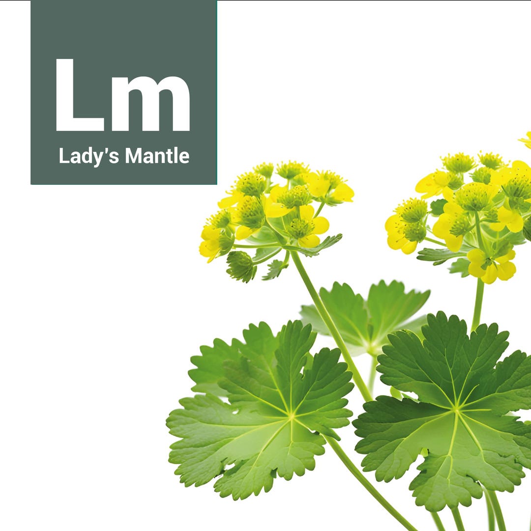 Lady's Mantle Botanical Extract - 8 Oz or 16 Oz - Etsy