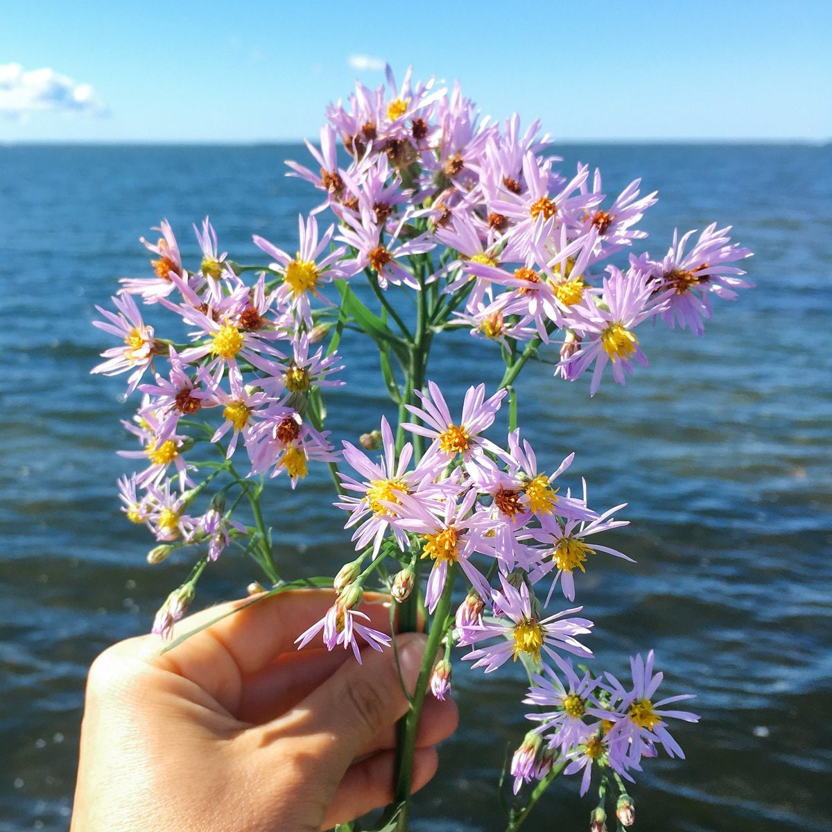 Sea aster store