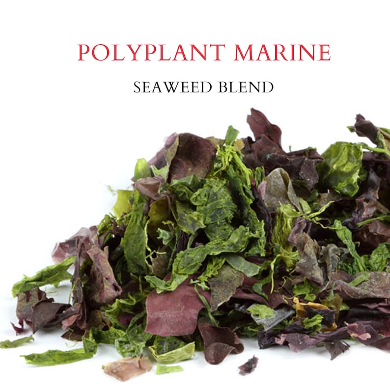 Seaweed Algae Extract Amino Acids Vitamins Minerals Marine Algae ...