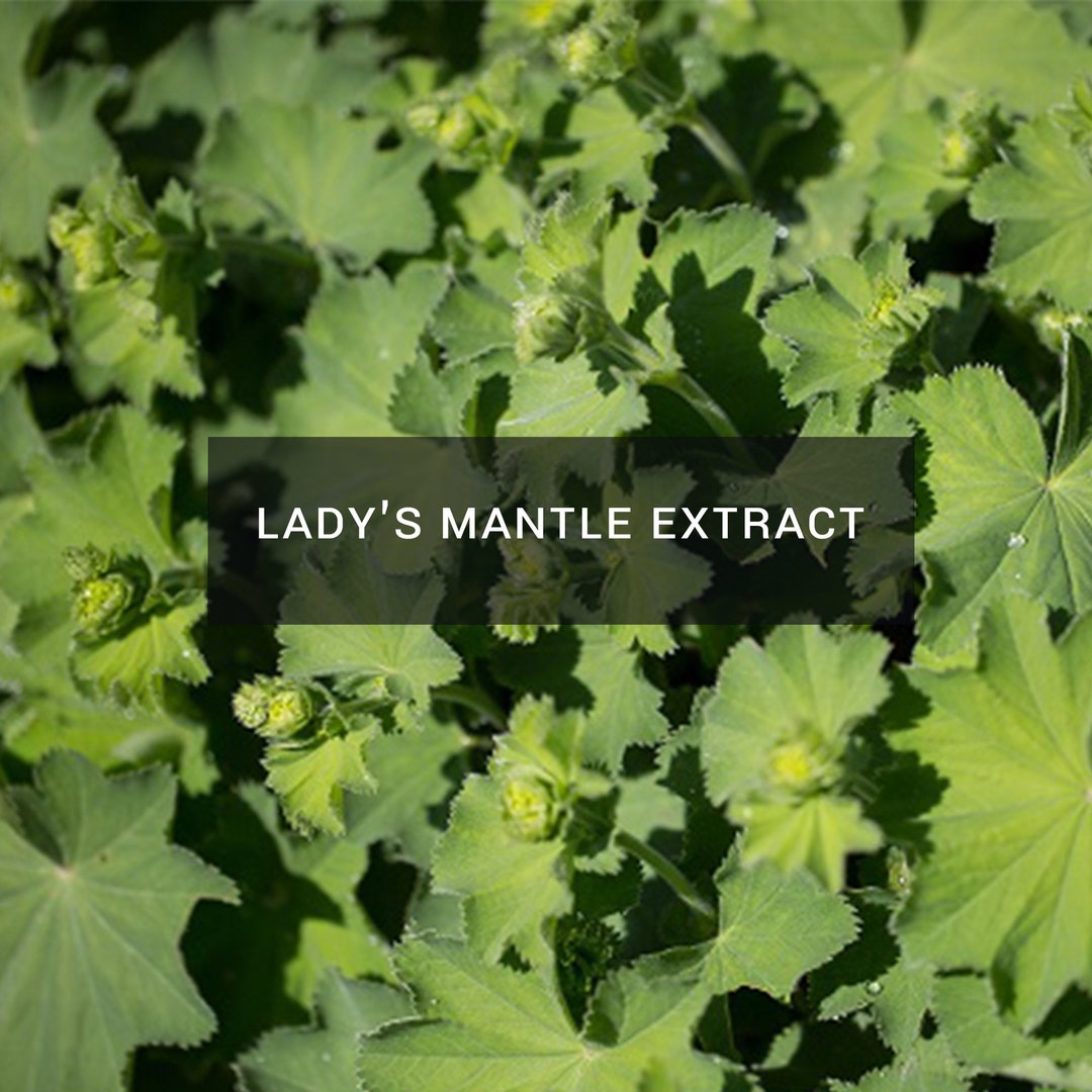 Lady's Mantle Botanical Extract - 8 Oz or 16 Oz - Etsy