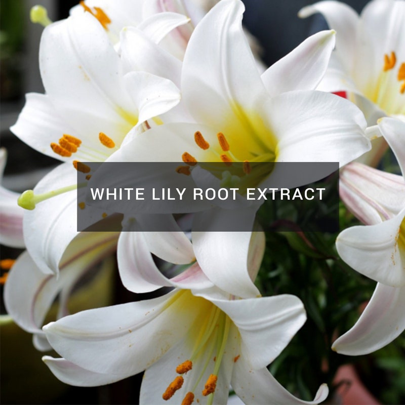 Lily of the Valley - Etsy