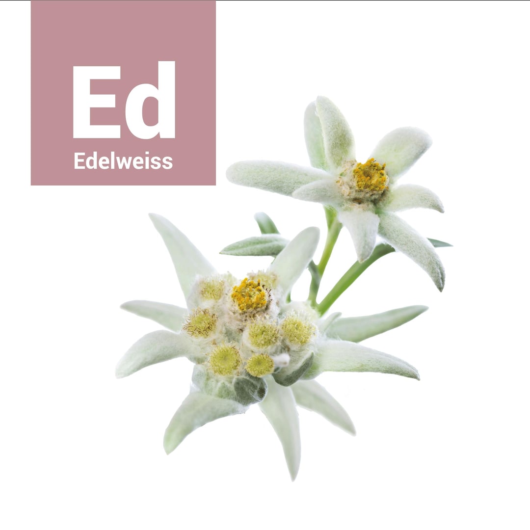 Edelweiss Flower Extract: Natural Anti-aging DIY Skincare (2 Oz) - Etsy