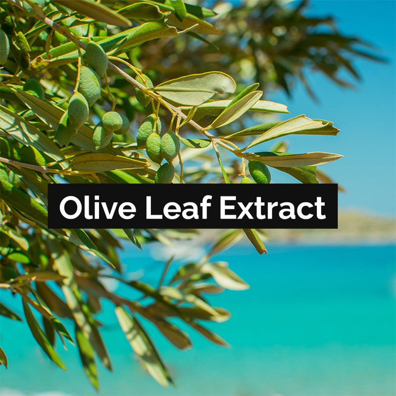 Olive Leaf - Etsy