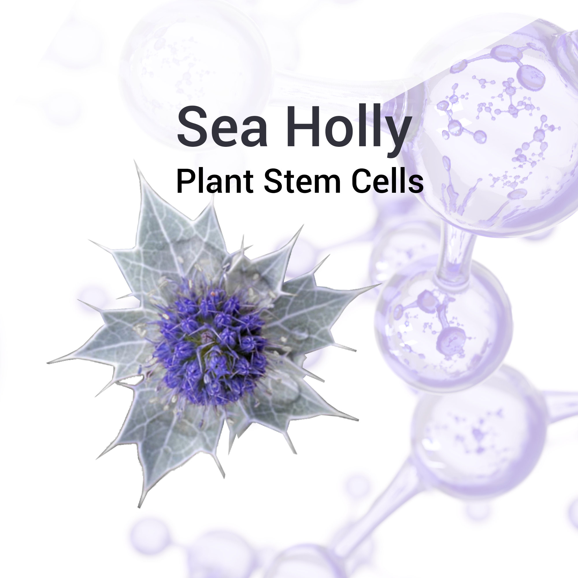 Plant Stem Cell Diagram