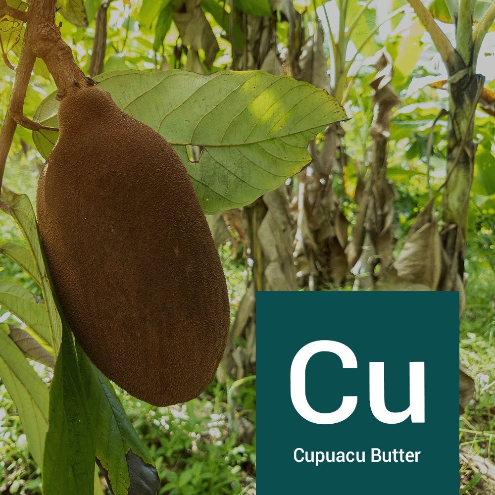 Cupuacu Tree