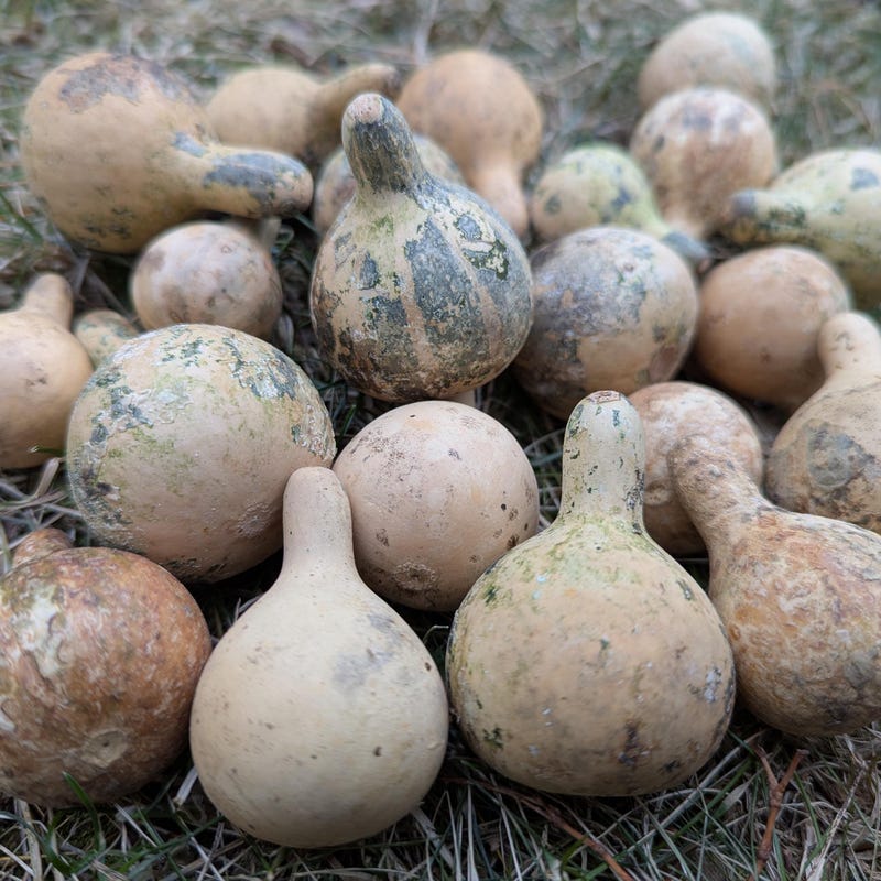 Dried Gourds - Etsy