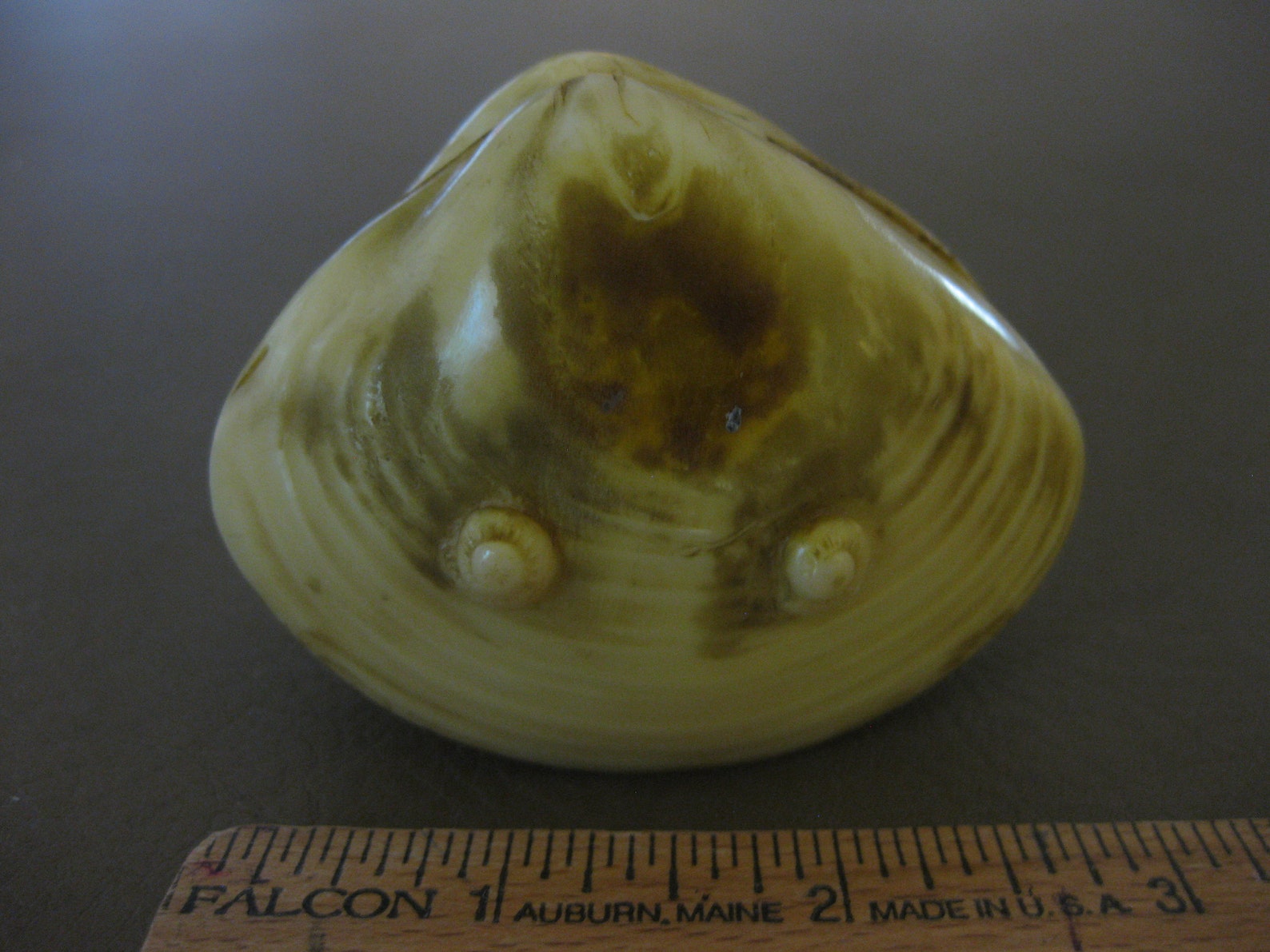 Vintage Japanese Carved Clam Shell Diorama Scene Celluloid | Etsy