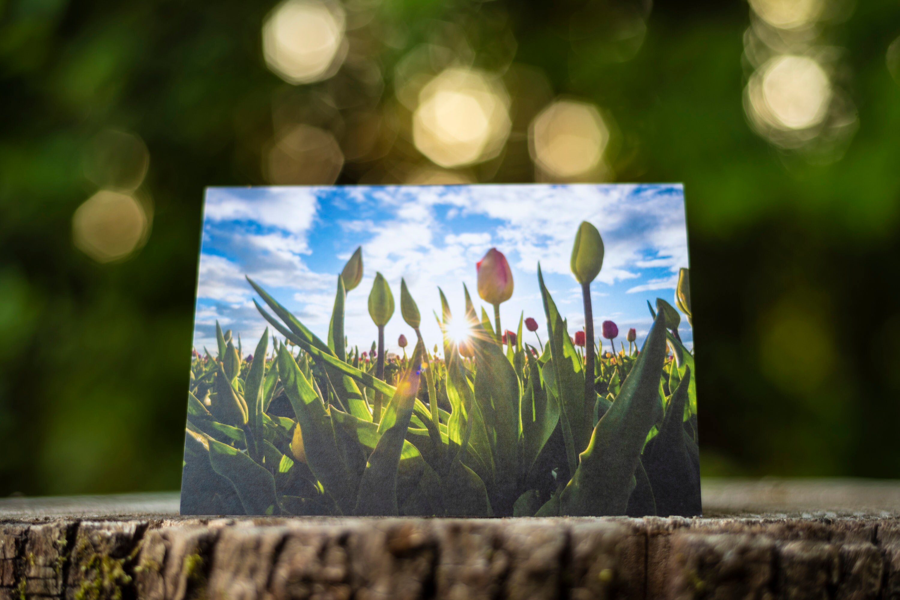 Greeting Cards - Pacific Northwest Set - Etsy