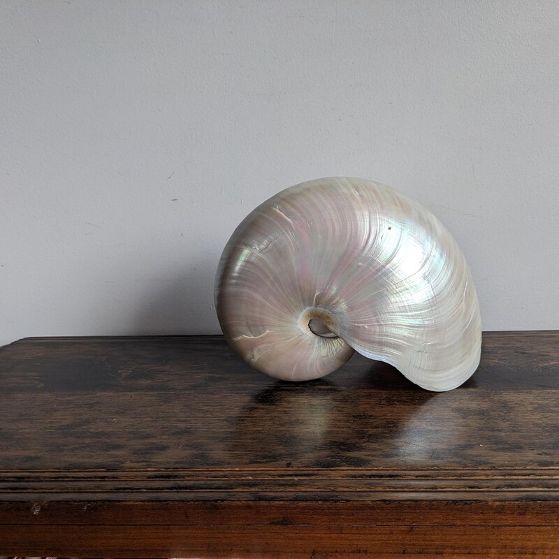 Large Nautilus Shell - Etsy