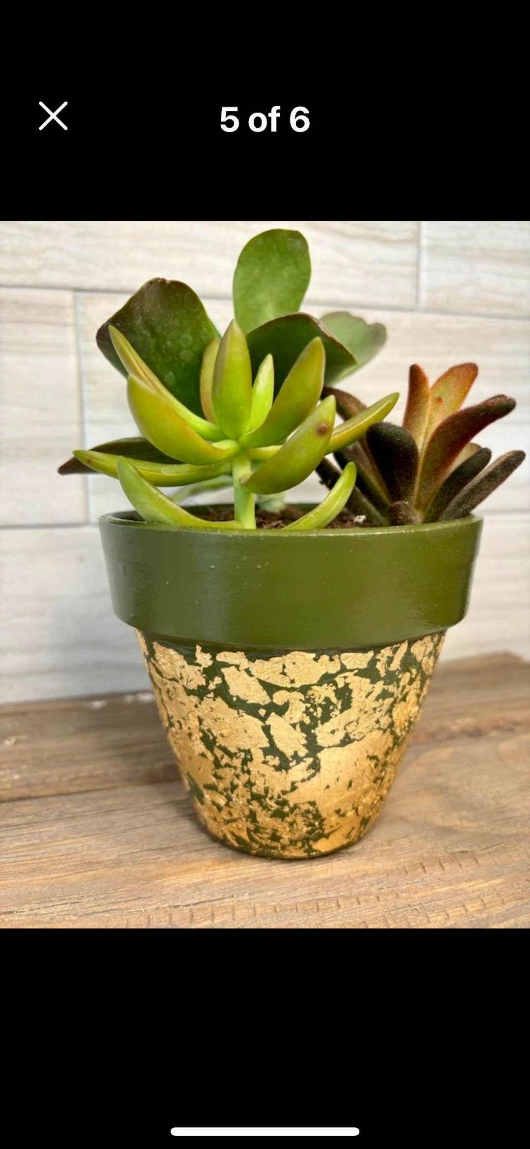 Olive Green Gold Leaf Pot With Succulents - Etsy