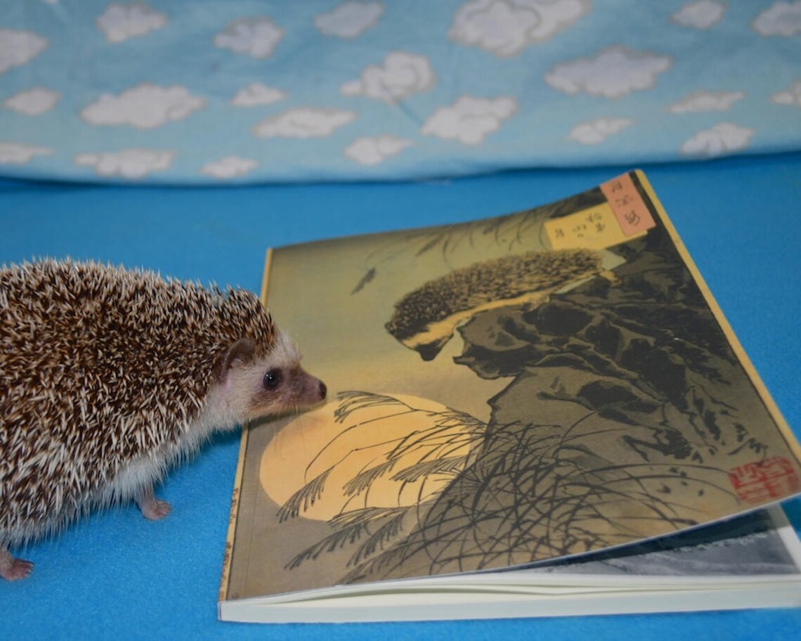 Hedgehog GOT Notebook Featuring the Banner of House Pricklepants | A ...
