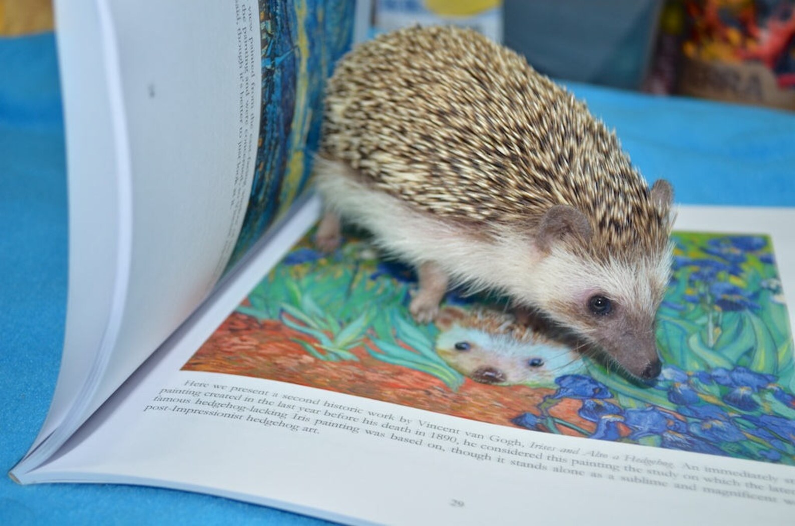 Vincent Van Hog's irises and Also a Hedgehog | Etsy