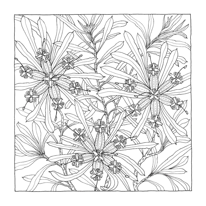 WILD AUSTRALIA A Colouring Book of Native Australian Plants | Etsy