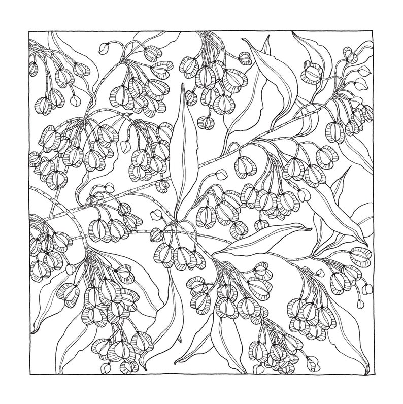 Australian Native Flowers Colouring Pages at Sebastian Queale blog
