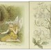 1880s Flower Fairies Illustrated Poem: Vintage Nursery Rhyme (printable ...