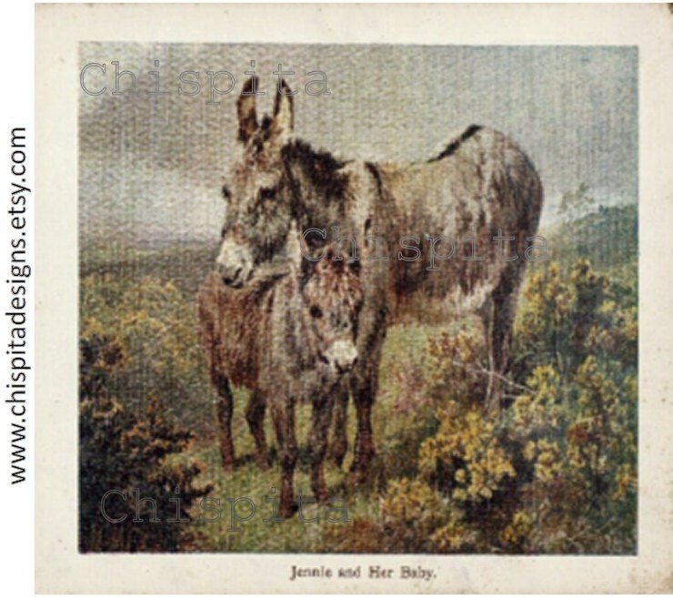 The Book of Donkeys Vintage Printable Picture Book.cute Burros Antique ...