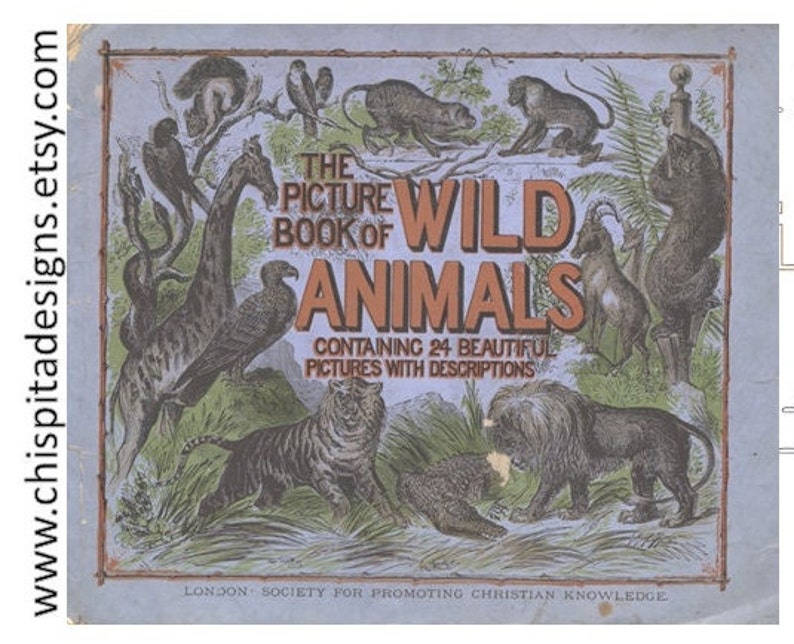 Wild Animals Printable Picture Book. Illustrated Zoo Creatures Sheets ...