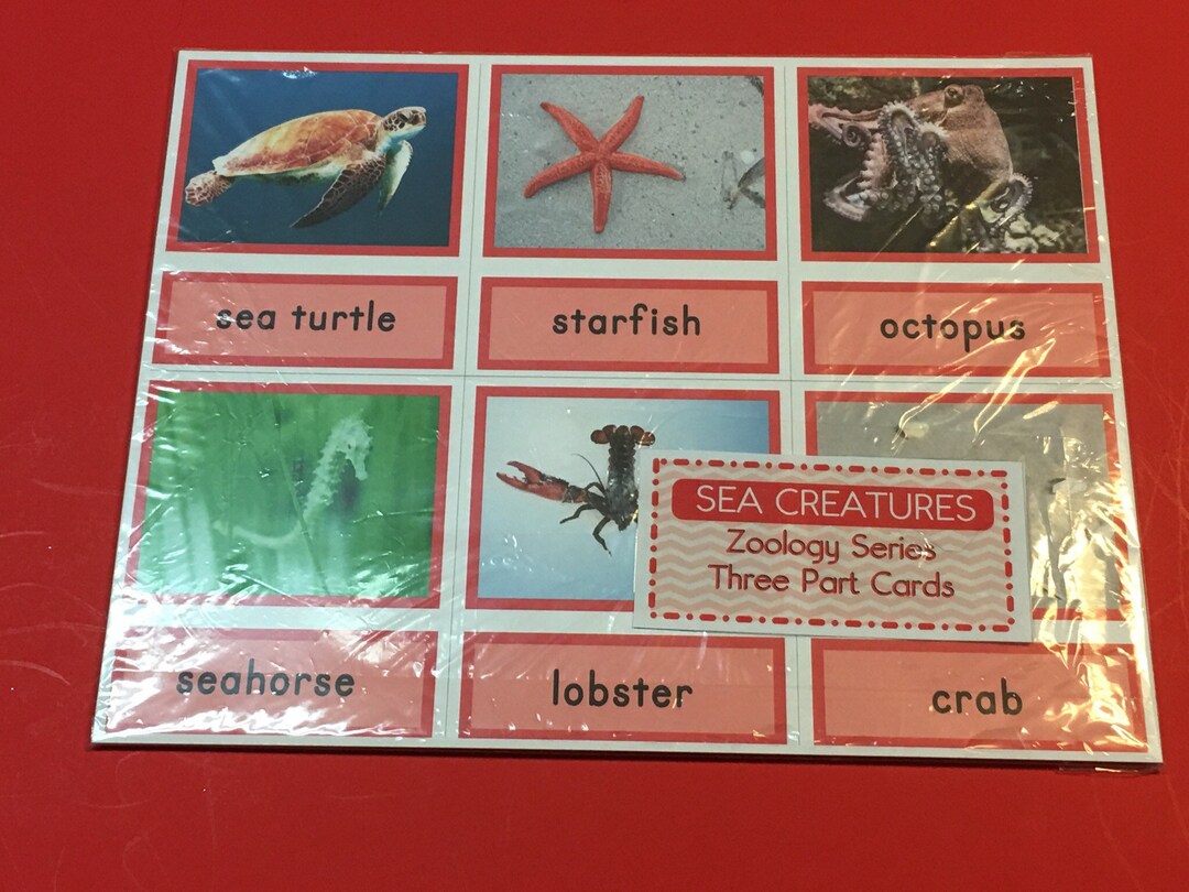 Zoology Series - Sea Creatures- Three Part Card Set (PRINTED ...