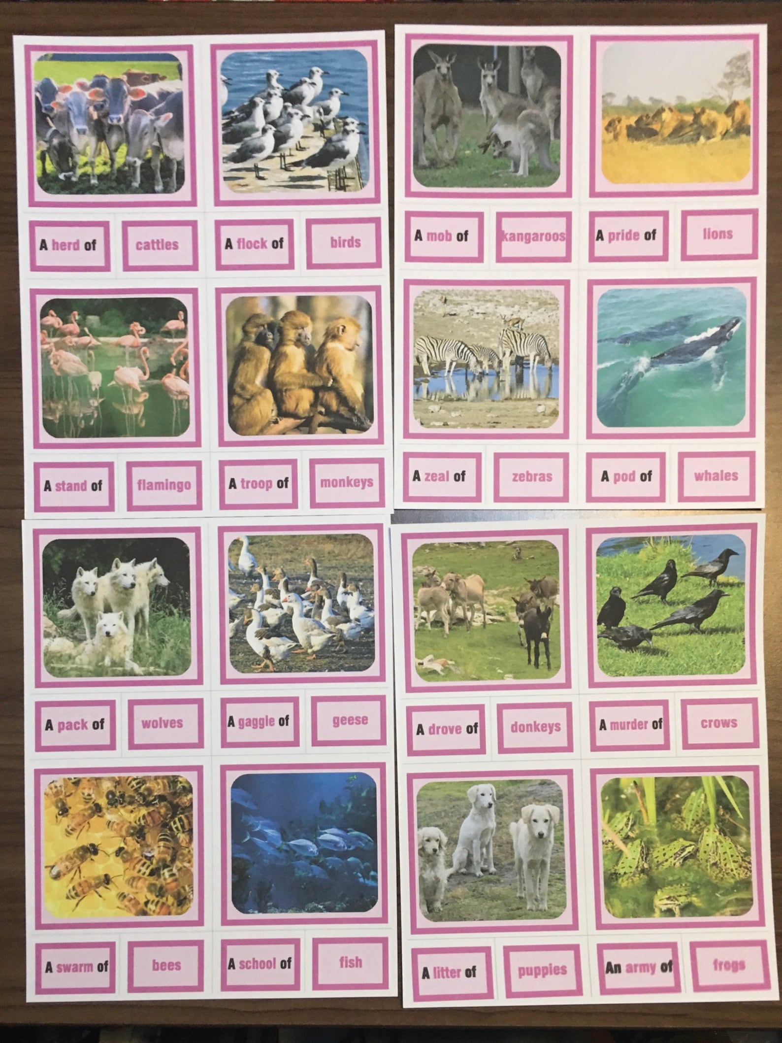 Montessori Homeschool - Groups of Animals - Etsy