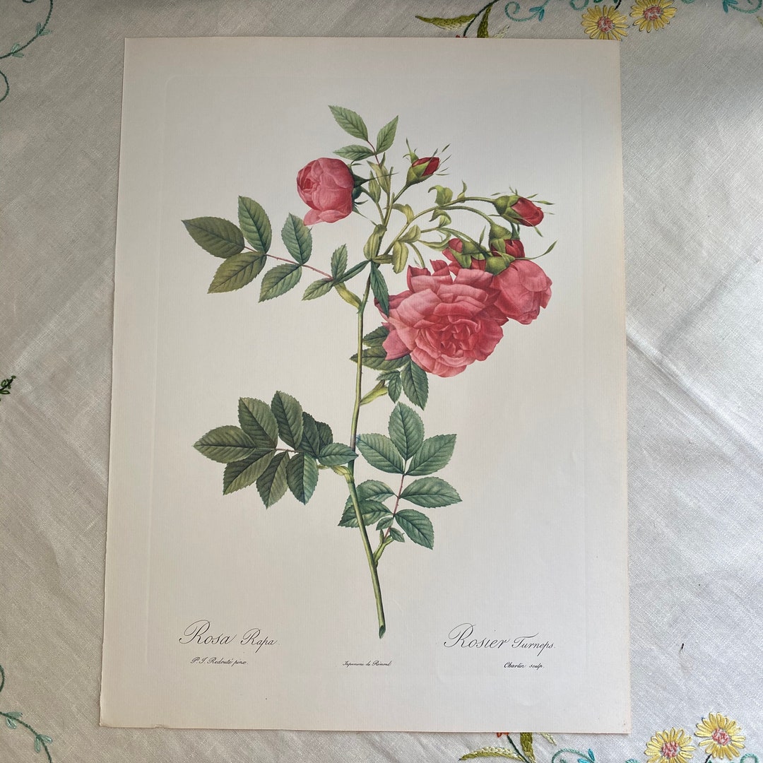 Rose Print, Redoute, Vintage, 1959, Rosa Rapa - Etsy