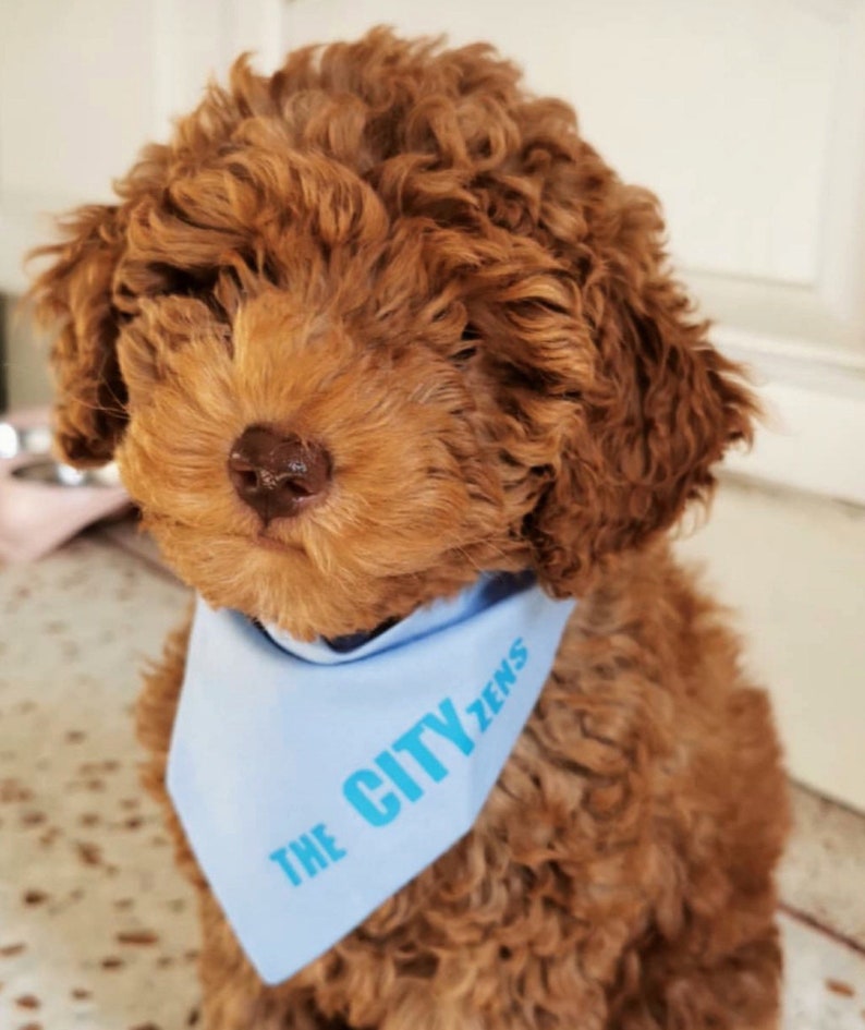 Manchester City Dog Bandana Man Football MCFC Cityzens Slide Collar ...