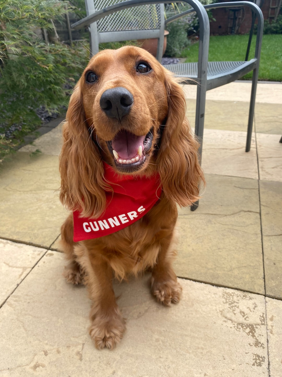 Arsenal Dog Bandana Football AFC Gunners Slide Collar Neckerchief - Etsy