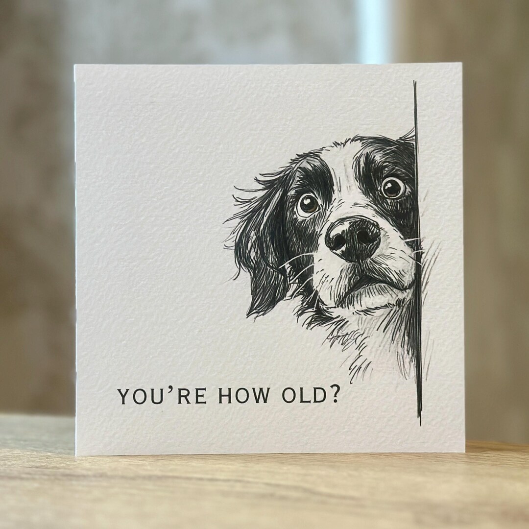 Springer Spaniel Birthday Card: Funny Dog Lover Gift - Etsy