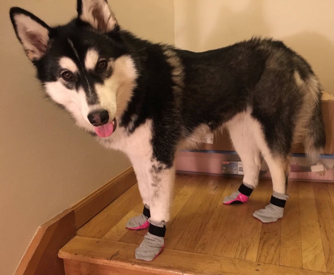 Paw Protectors-puddle Jumpers - Etsy