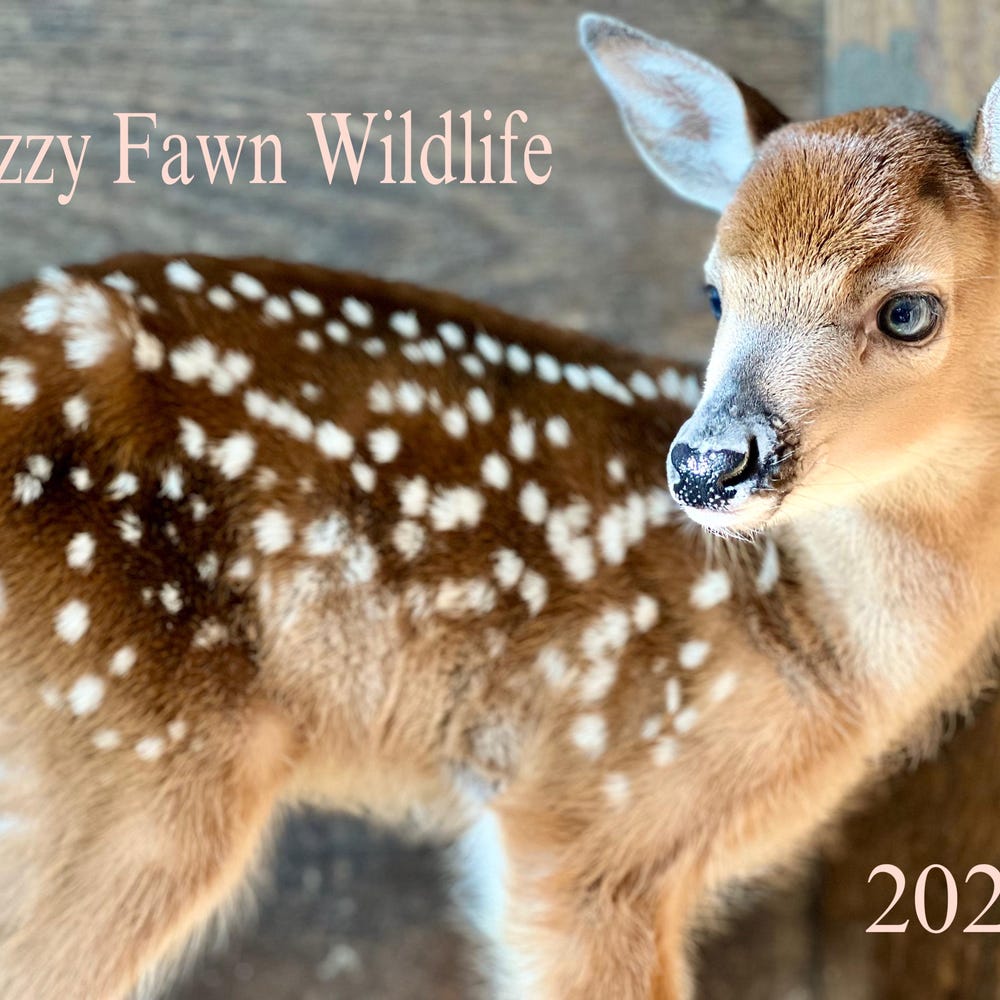 FuzzyFawnShop (Ships from: the US) - Etsy