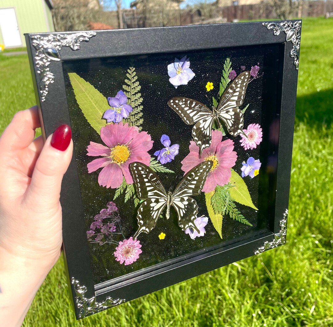 Twilight Gardens Shadowbox Papilio Xuthus Swallowtail Butterflies ...