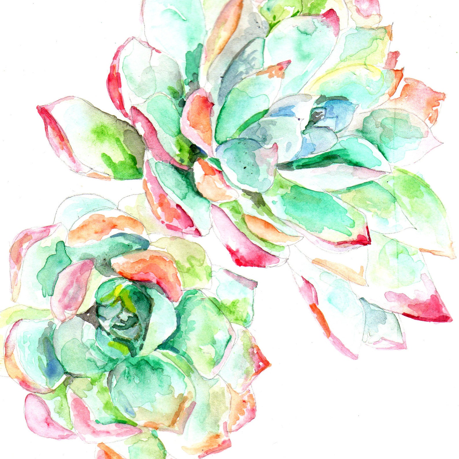 Succulent Print Set of 6 Succulent Wall Art Succulent Print - Etsy