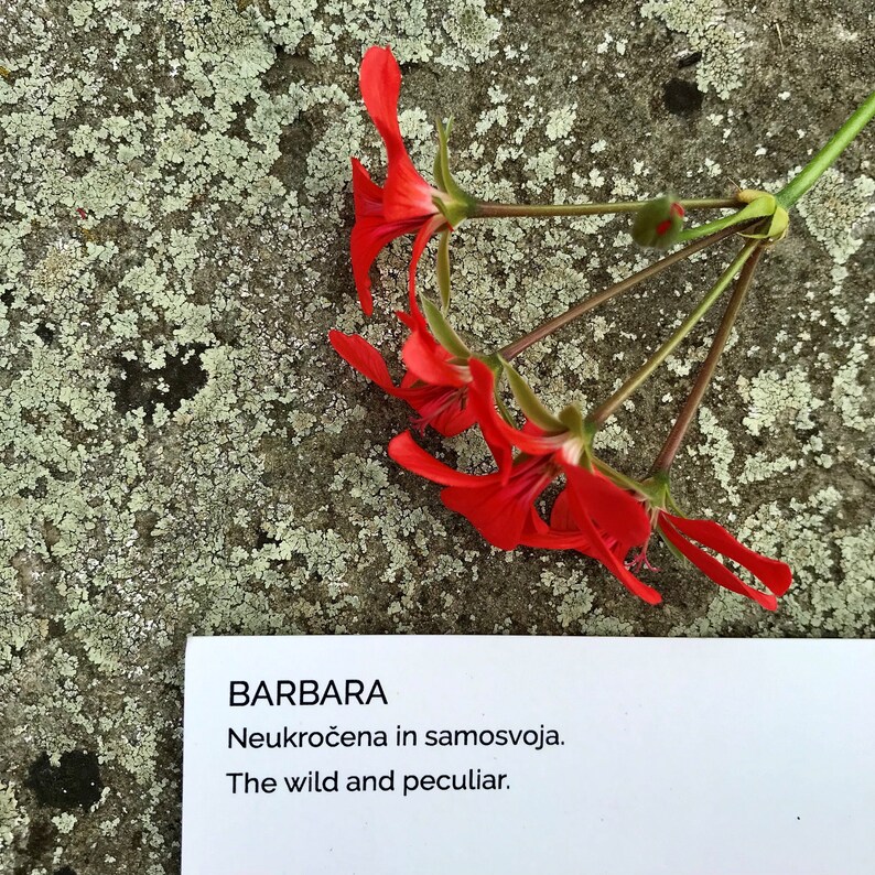 Set of Six Cards. Botanical Portraits of a Floral Plant Ladies ...