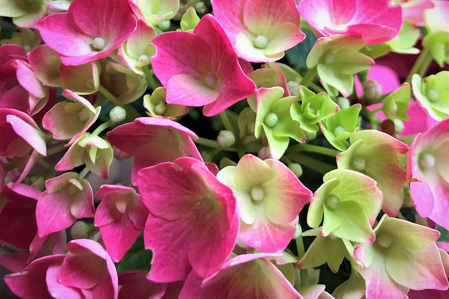 PIA Floral Art Print Plants A4 Art Print Plant Lady Pink Hydrangea ...