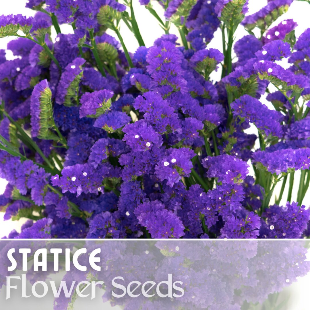 Statice Seeds - 85 Seeds - Regal Pride - Garden Bloom Flower Seed ...