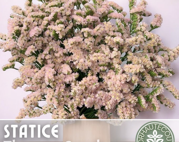 30 Seeds Statice Seeds - Pink Limonium Suworowii - Annual - Etsy