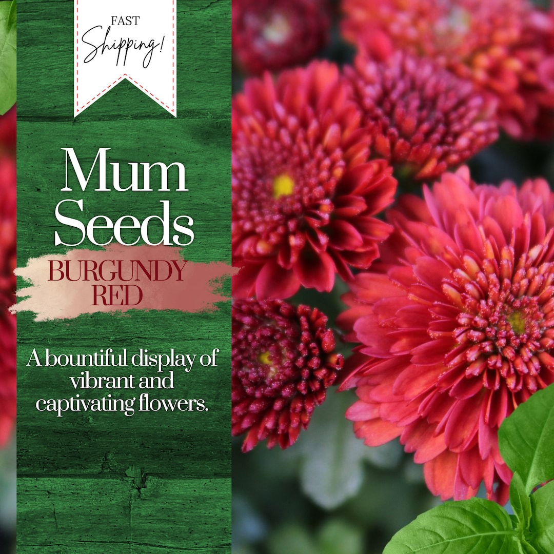 Burgundy Red Mum Chrysanthemum Seeds 200+ Seeds Mum Flower, Flower ...