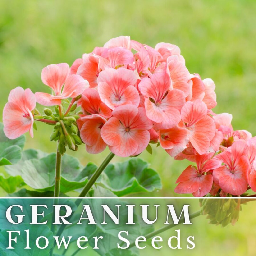 100+ Geranium Seeds -peachy Keen- Fragrant - Fresh Flower Seeds Non GMO ...