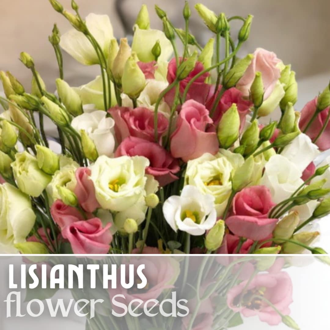 Lisianthus Seeds - 100 Seeds - Everlast Medley - Garden Bloom Flower ...