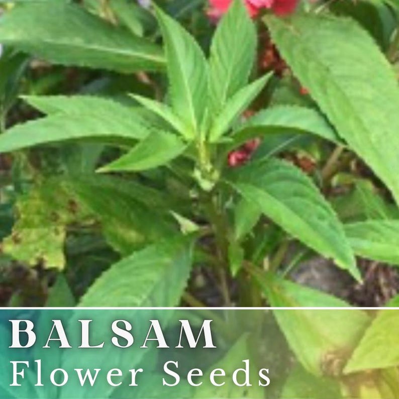 Balsam Seeds 75 Seeds Flower Seeds, Impatiens, Balsamina, Garden Patio ...