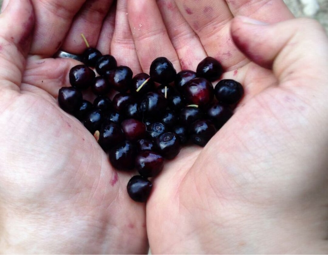 125 Huckleberry Seeds, USA Seller Free Shipping Fruit Seeds Fragrant - Etsy