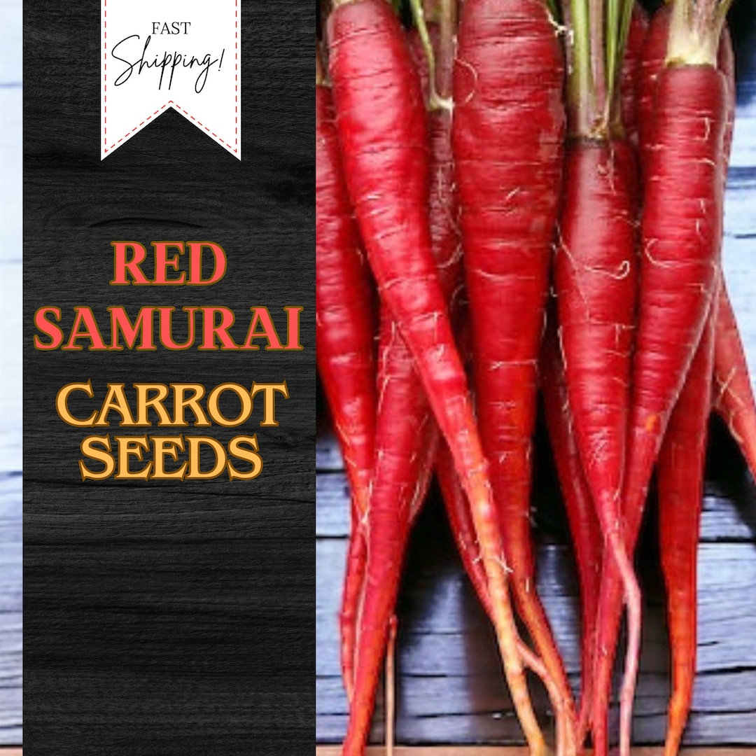 400+ Red Samurai Carrot Seeds | USA Seller | Non-gmo - Etsy