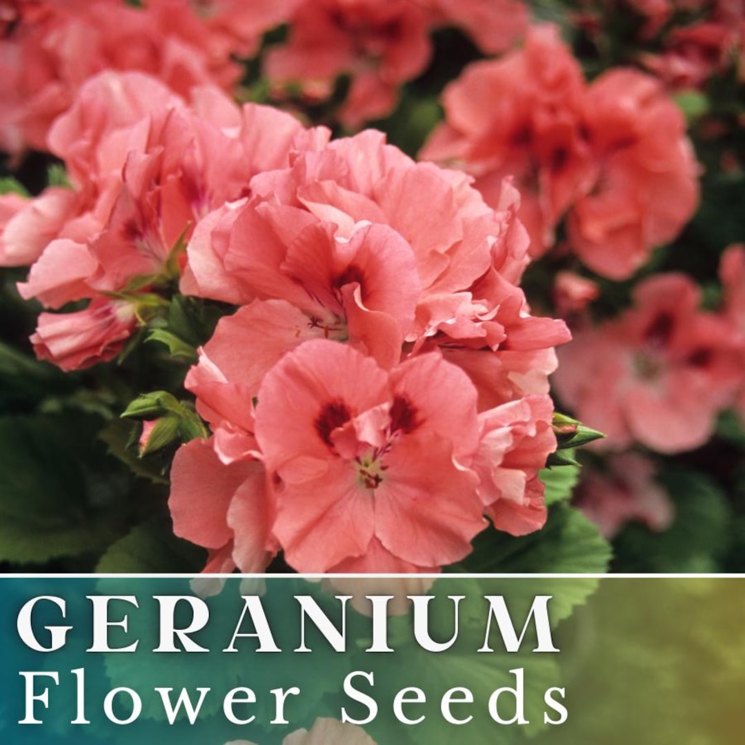 100+ Geranium Seeds -apricot Delight- Fragrant - Fresh Flower Seeds Non ...