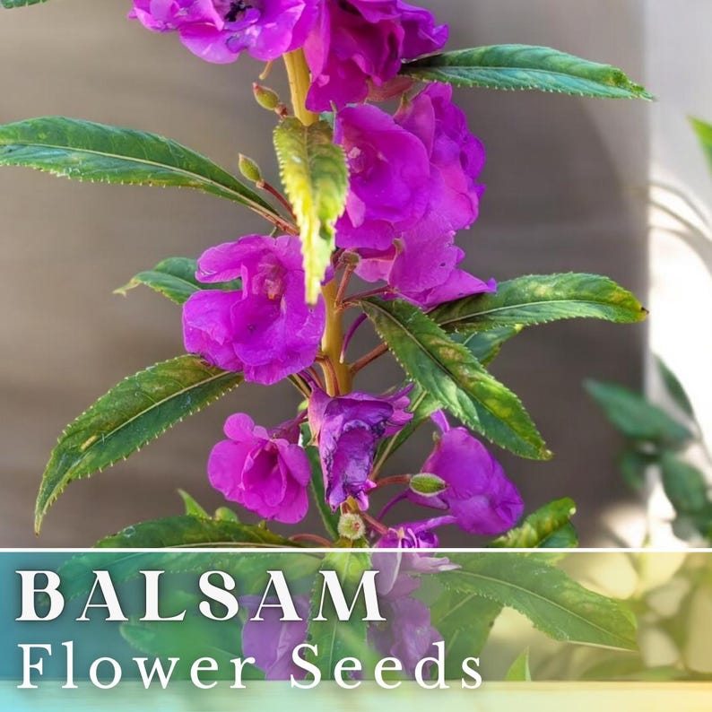 Balsam Seeds 75 Seeds Flower Seeds, Impatiens, Balsamina, Garden Patio ...