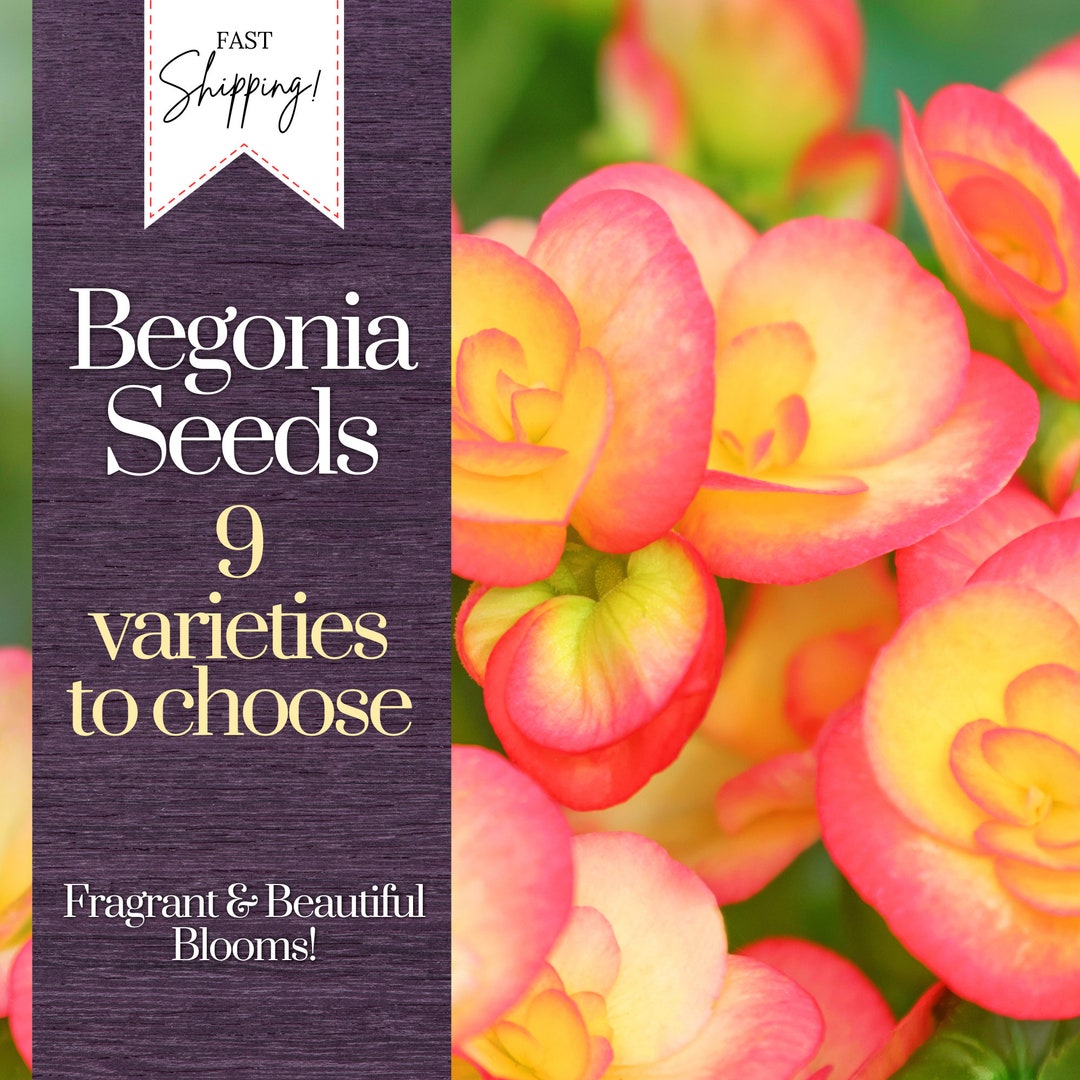 Begonia Seeds 45+ Seeds Perennial Hardy Garden Shrub Bloom Flower Seed ...