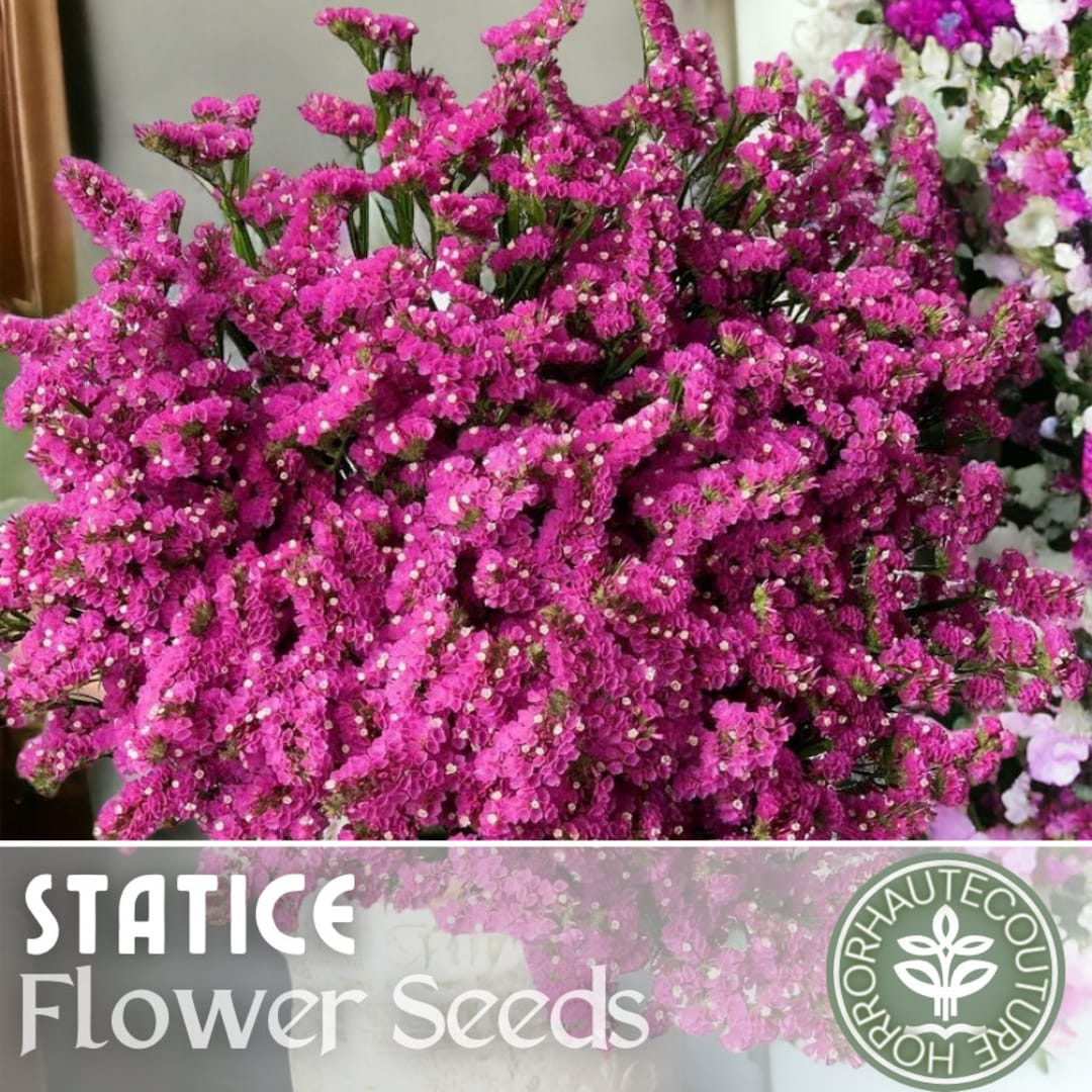Statice Seeds - 85 Seeds - Forever Rose - Garden Bloom Flower Seed ...