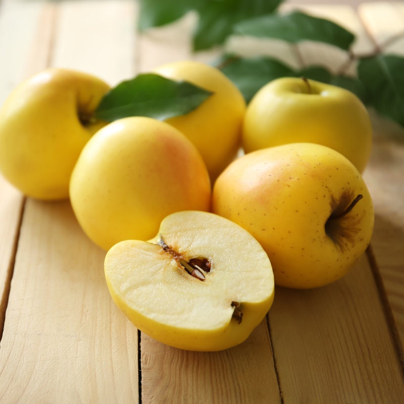 10+ Apple Tree Seeds, USA Seller Free Shipping Fruit Seeds Fragrant - Etsy